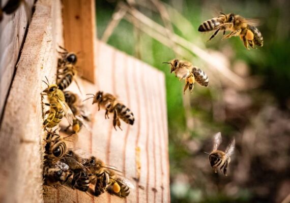 Bee Removal and Relocation – Pestguard
